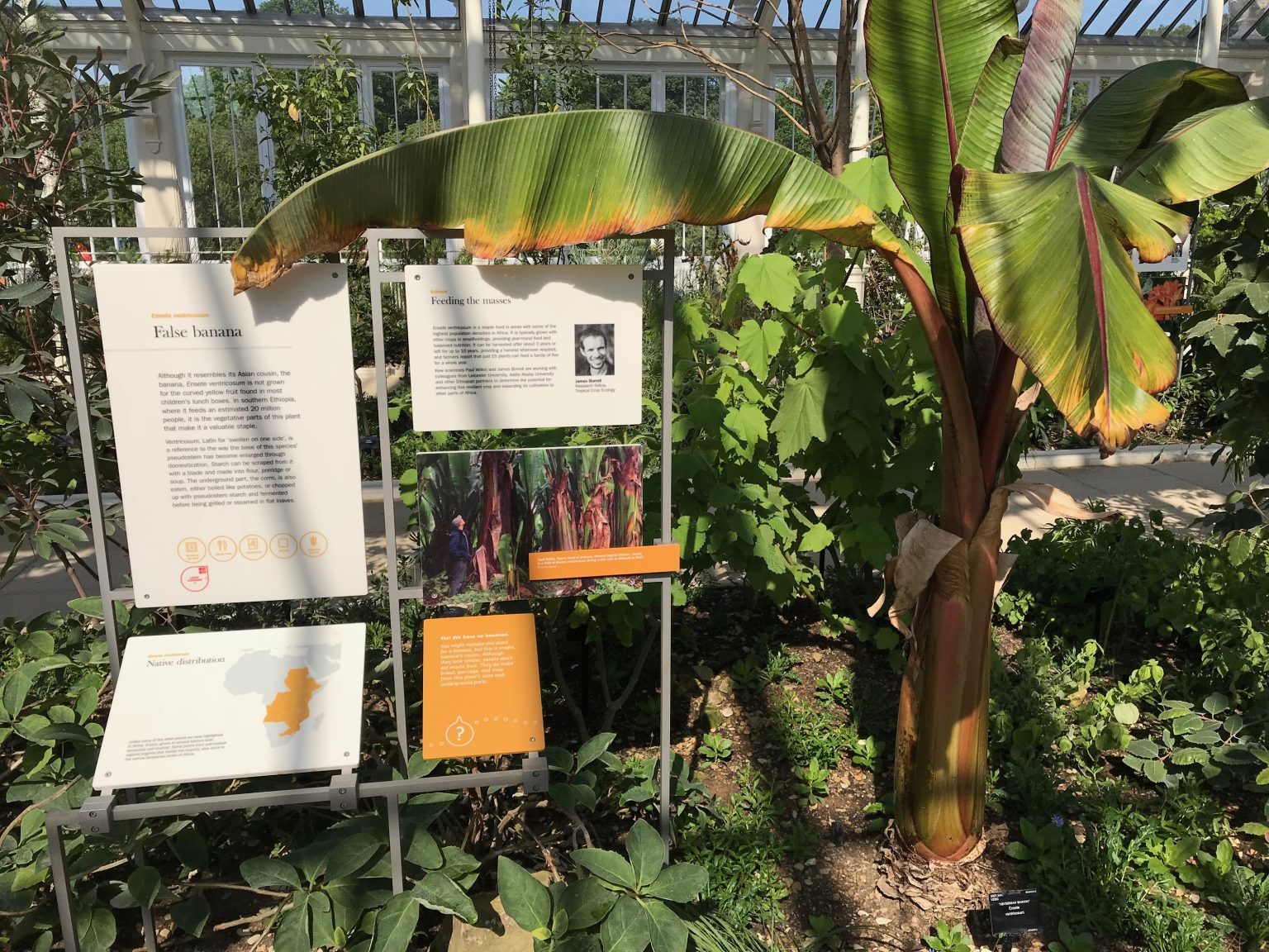A legendary, spectacular plant has flowered for the first time at Kew ...