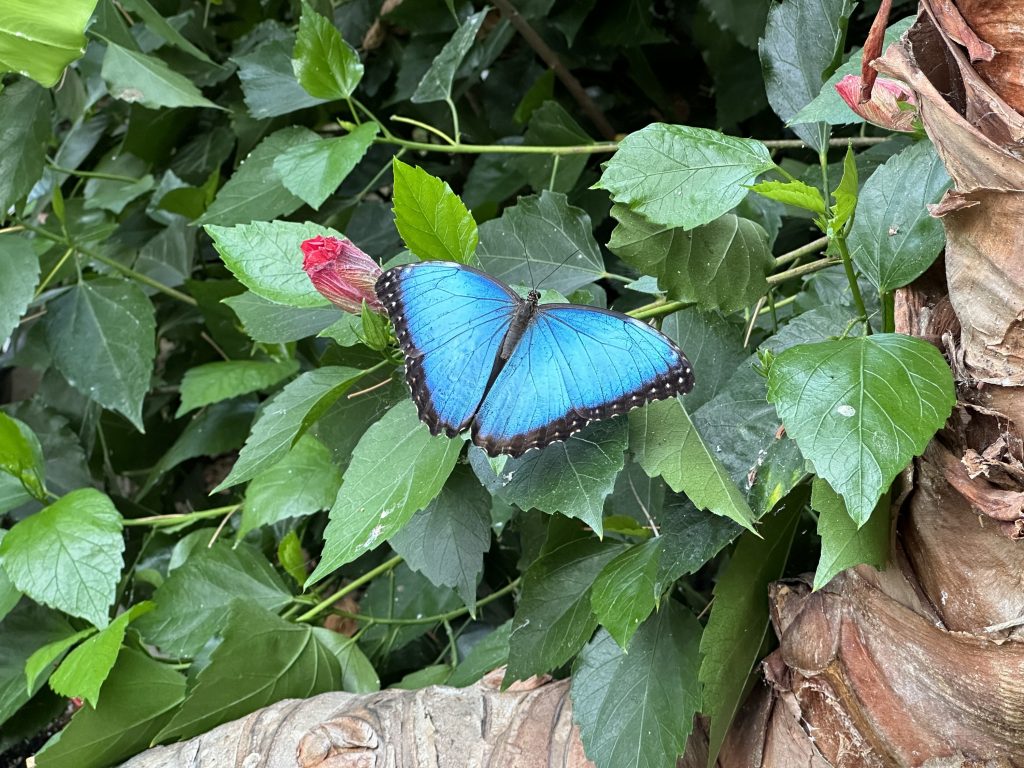 A brand-new butterfly garden has opened in southeast London – LIA London
