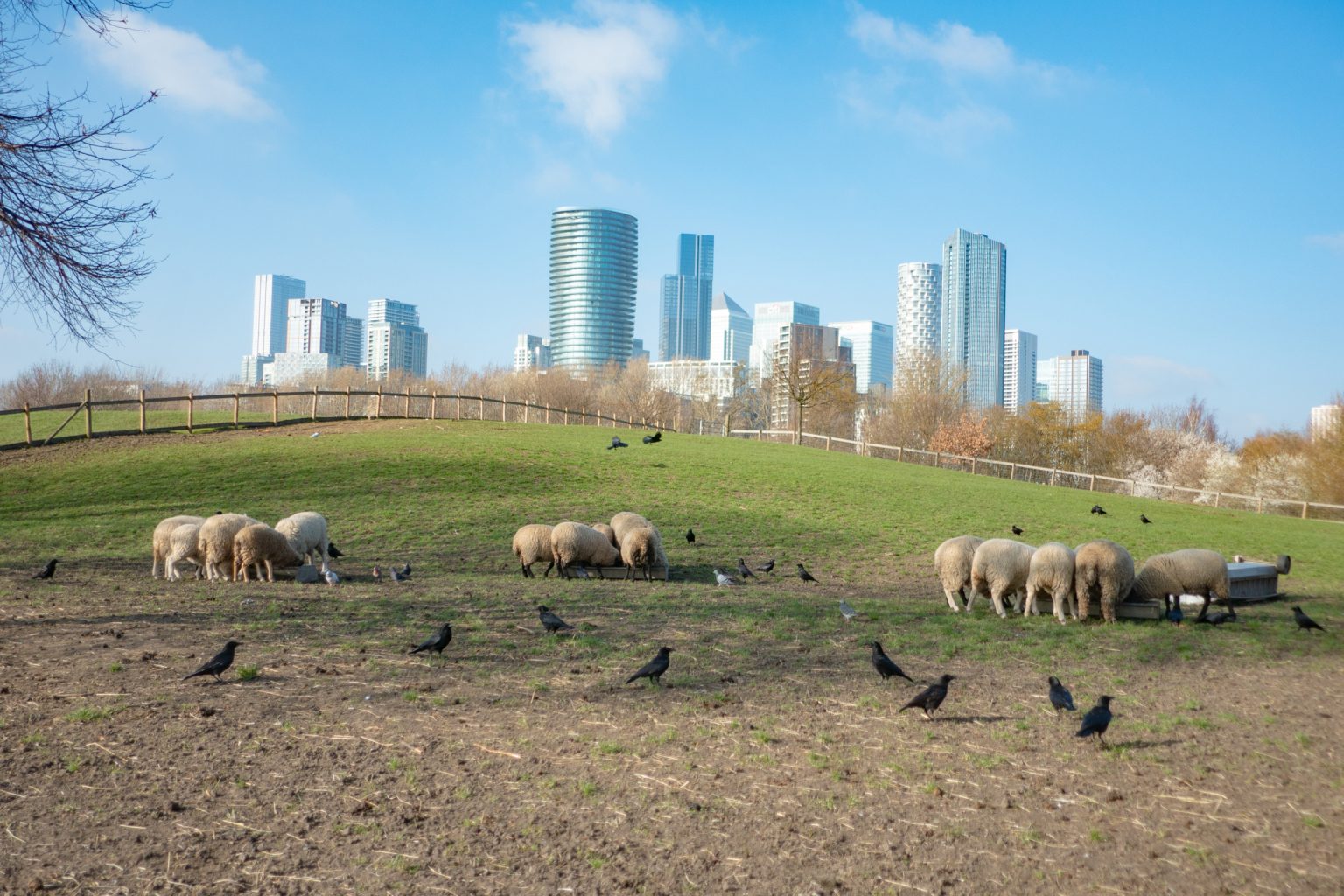 The beloved London city farm being threatened with closure – LIA London