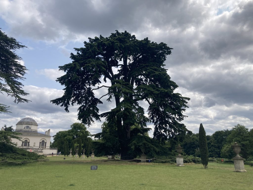 The London tree made famous by the Beatles that is nominated for Tree ...