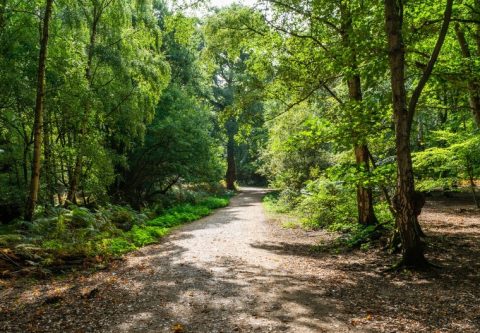 The ancient forest trail that is officially one of the best scenic ...