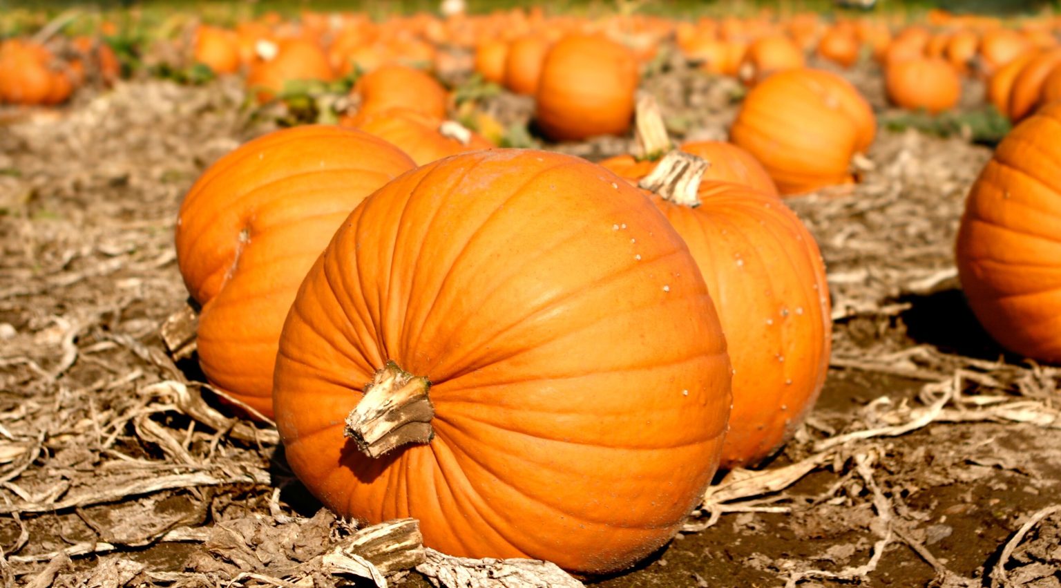 The pretty farm that is officially the best place to go pumpkin picking ...