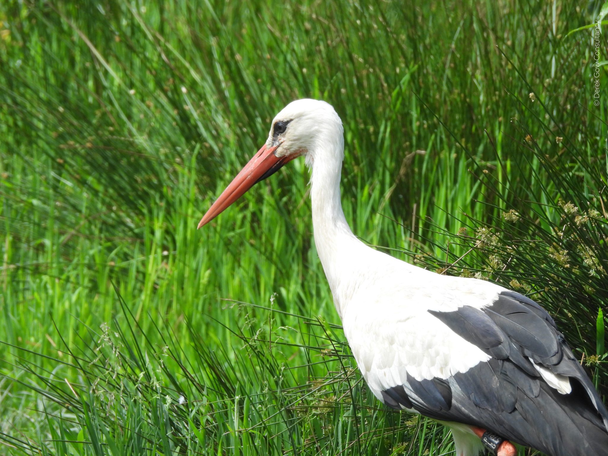 The extremely rare birds that are coming back to London after 600 years ...